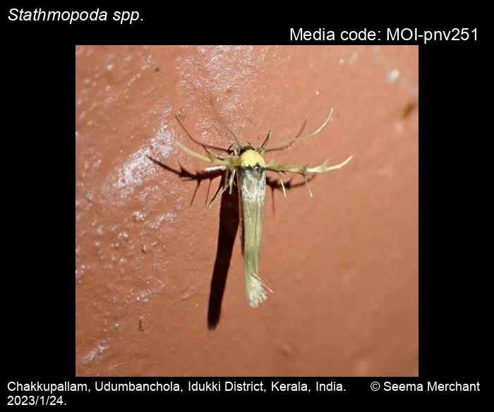 Stathmopoda spp. | Moths